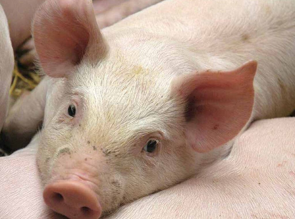Industry ask Red Tractor to progress outdoor-focused modules for Pigs ...