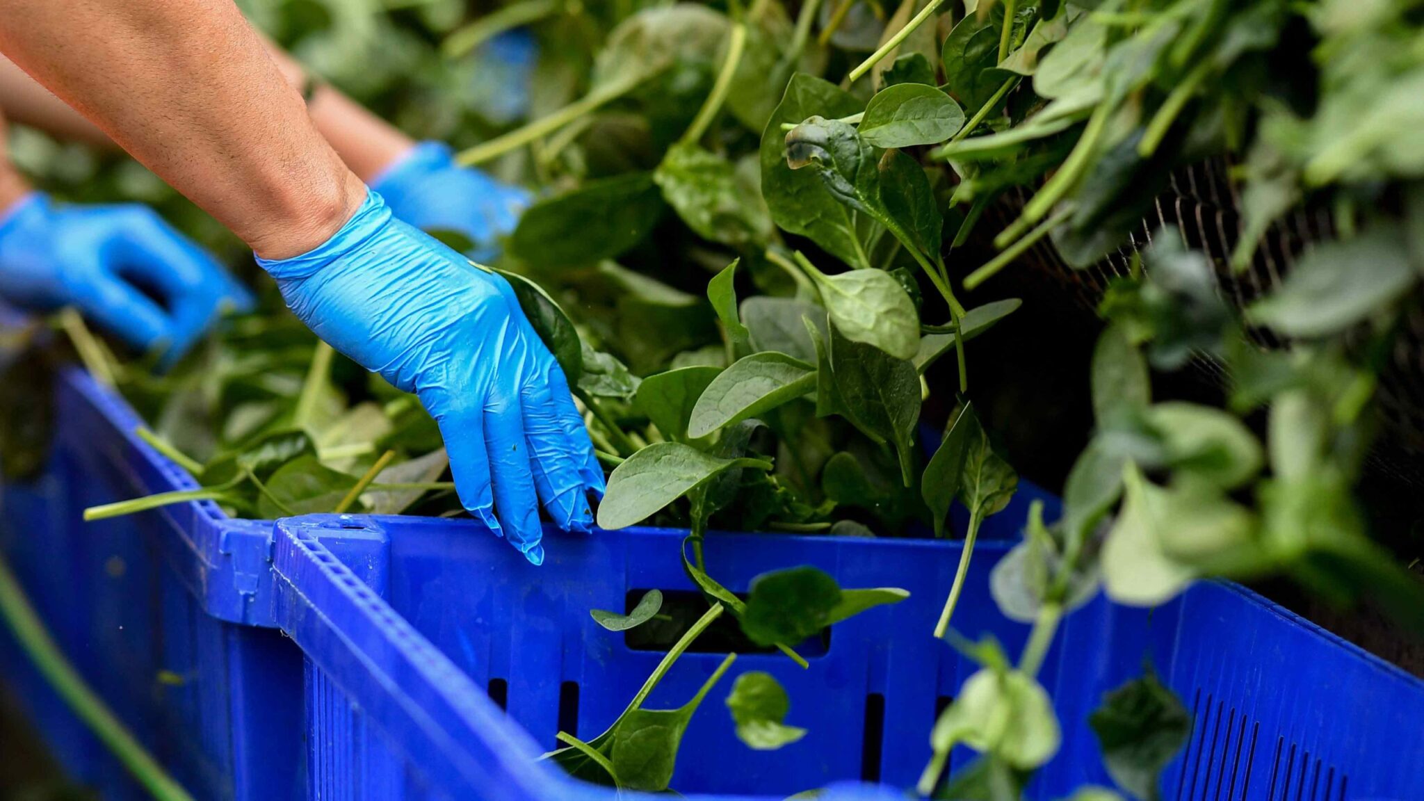 The NRoSO Scheme: A Foundation of Trust - Red Tractor