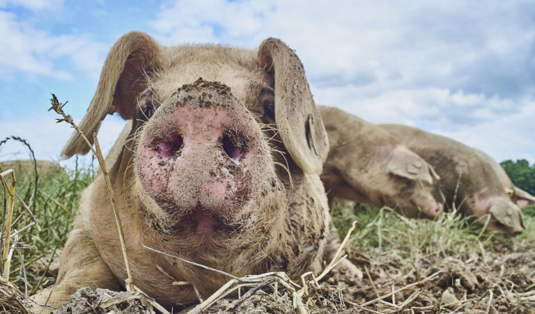 Red Tractor facilitates market access to California for UK pig farmers ...