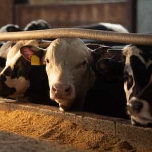 Beef and Lamb standards - Red Tractor