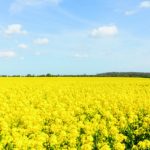 Combinable Crops and Sugar Beet standards - Red Tractor