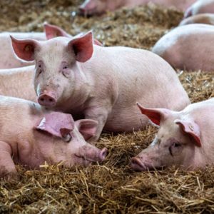 Pork standards - Red Tractor