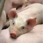 Pork standards - Red Tractor