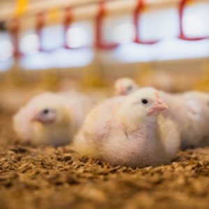Poultry standards - Red Tractor