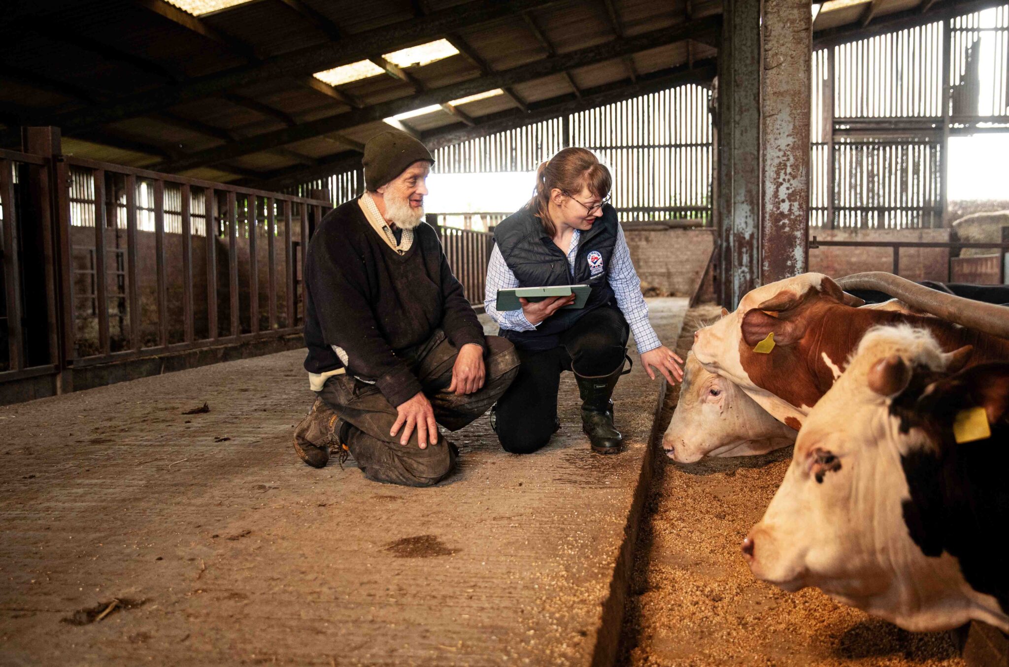 What the UK's negligible BSE risk status means for Red Tractor beef ...